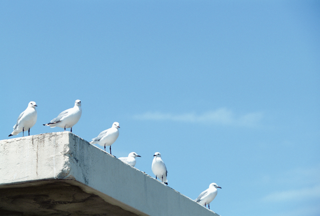 Watch Bird of the Vent | Sermon Illustrator