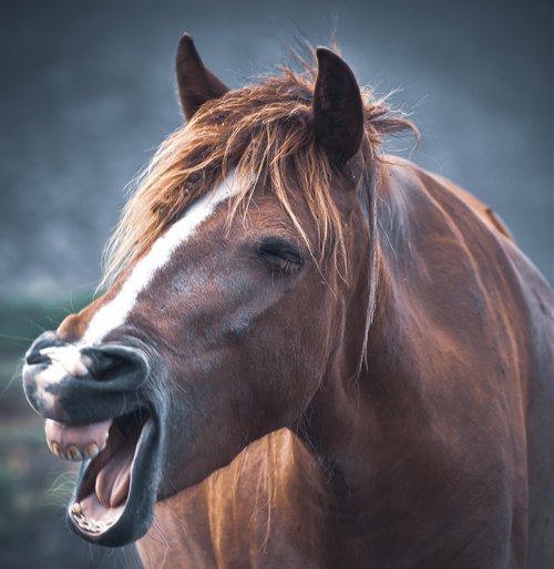 The Impatient Horse | Sermon Illustrator