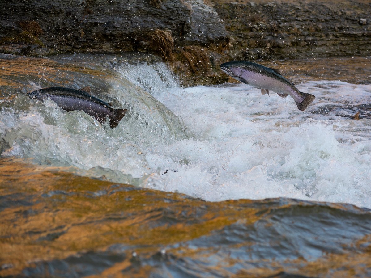 Swimming Upstream | Sermon Illustrator