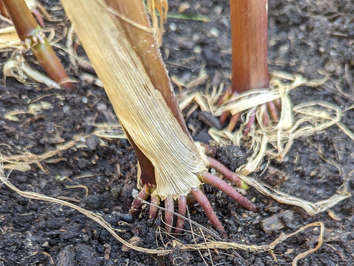 Growing Corn | Sermon Illustrator