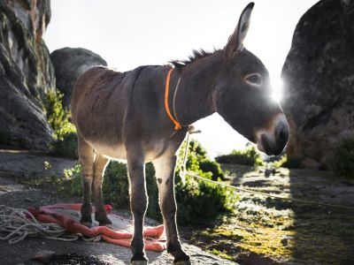 The Donkey | Sermon Illustrator